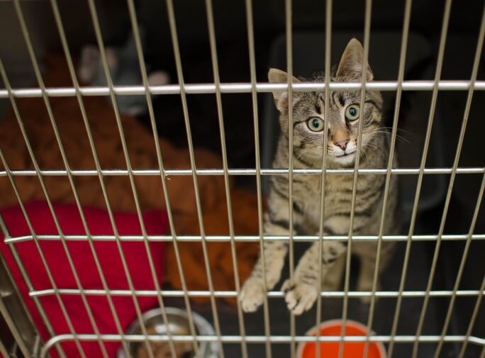 保護猫シェルターとは 猫を引き取ってもらうには 作り方も解説 Npo法人ねこほーむ